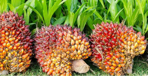 Verantwortungsvoll produziertes Palmöl | Nestlé